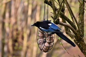 Why Do Magpies Attack Each Other? - London Status