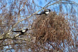 Why Do Magpies Attack Each Other? - London Status