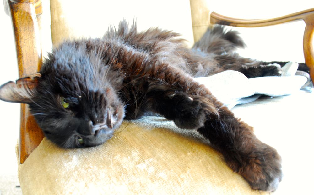 Cat Died Suddenly Eyes Open! - London Status